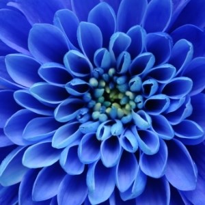Blue Aster Close-up - Microsoft Edge Addons