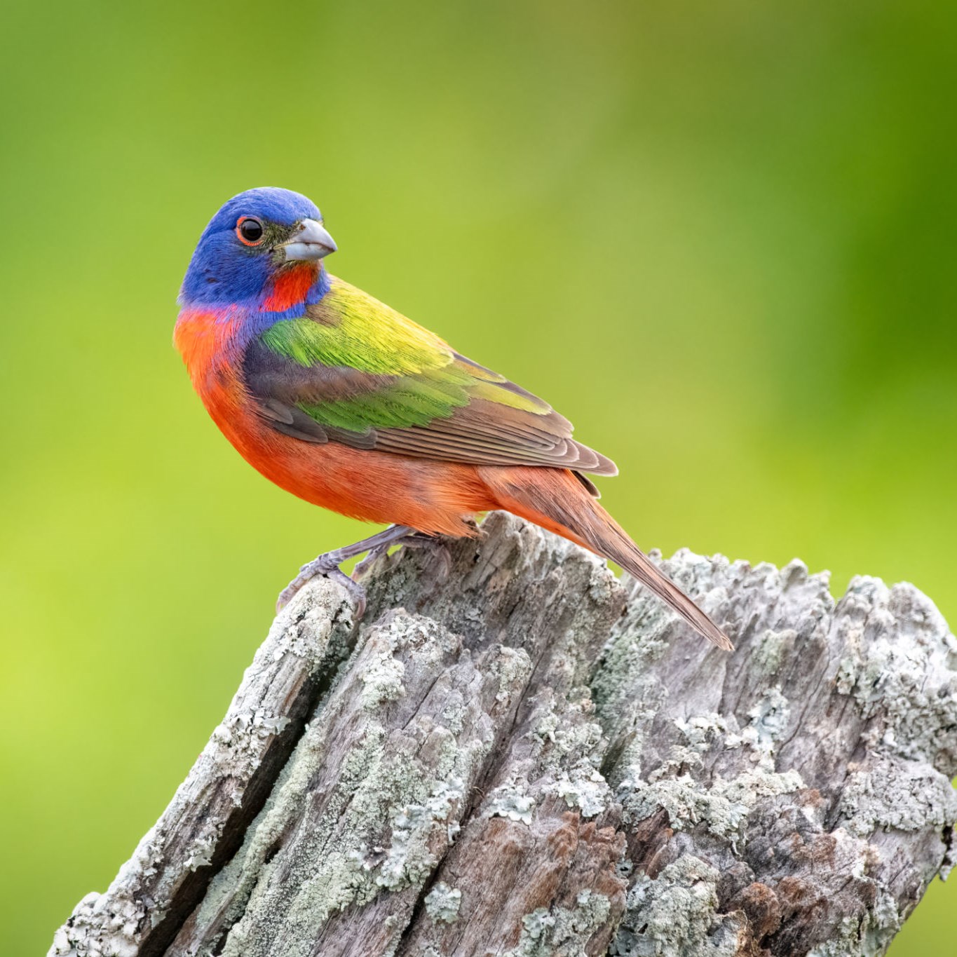 Rustic Bunting Perch - Microsoft Edge Addons