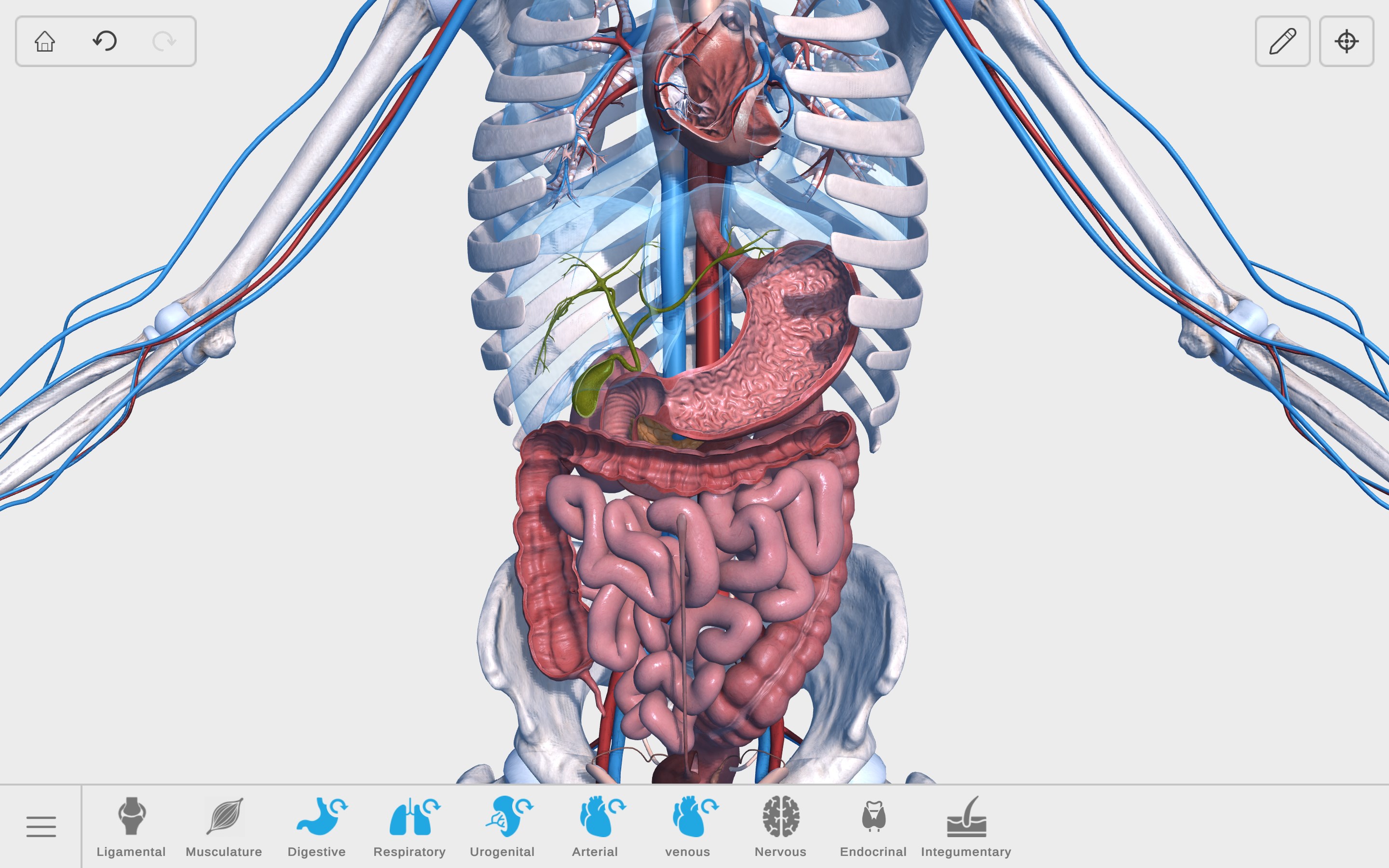Interactive 3d Model Of Human Anatomy