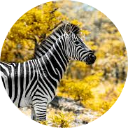 Zebra Wallpaper New Tab - Microsoft Edge Addons