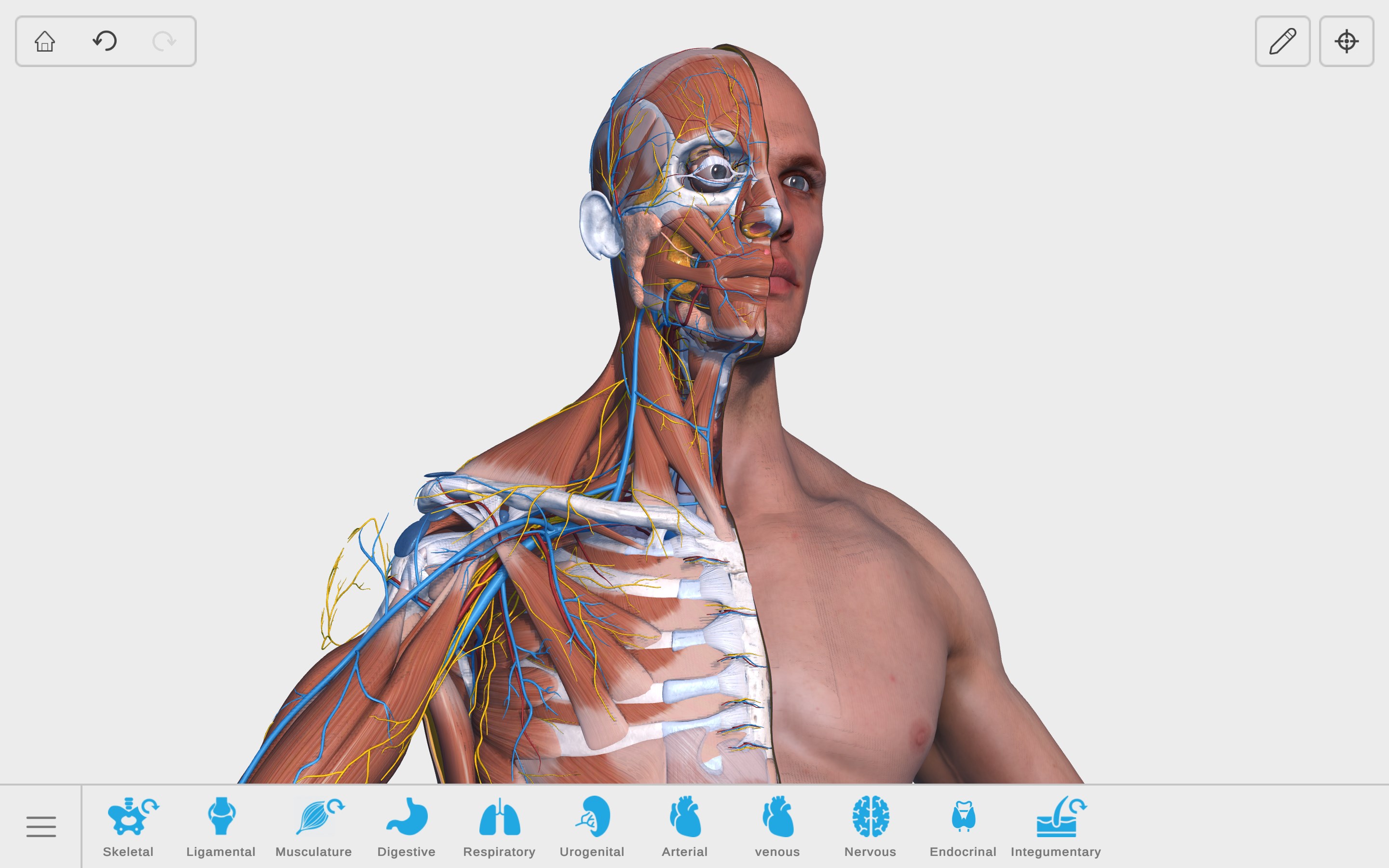 Human Anatomy Free Human Body (male) 3D Scene Mozaik Digital