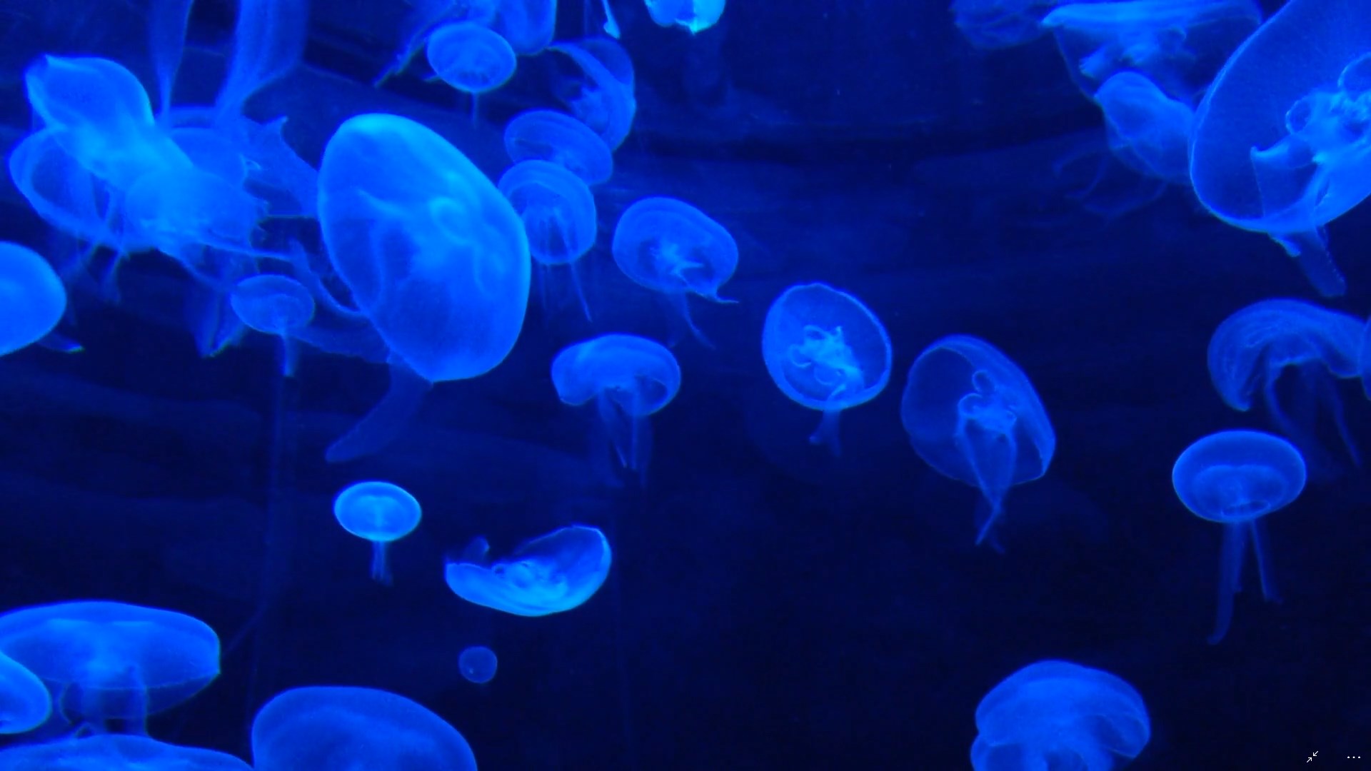 Moon Jellyfish Wallpaper Hd