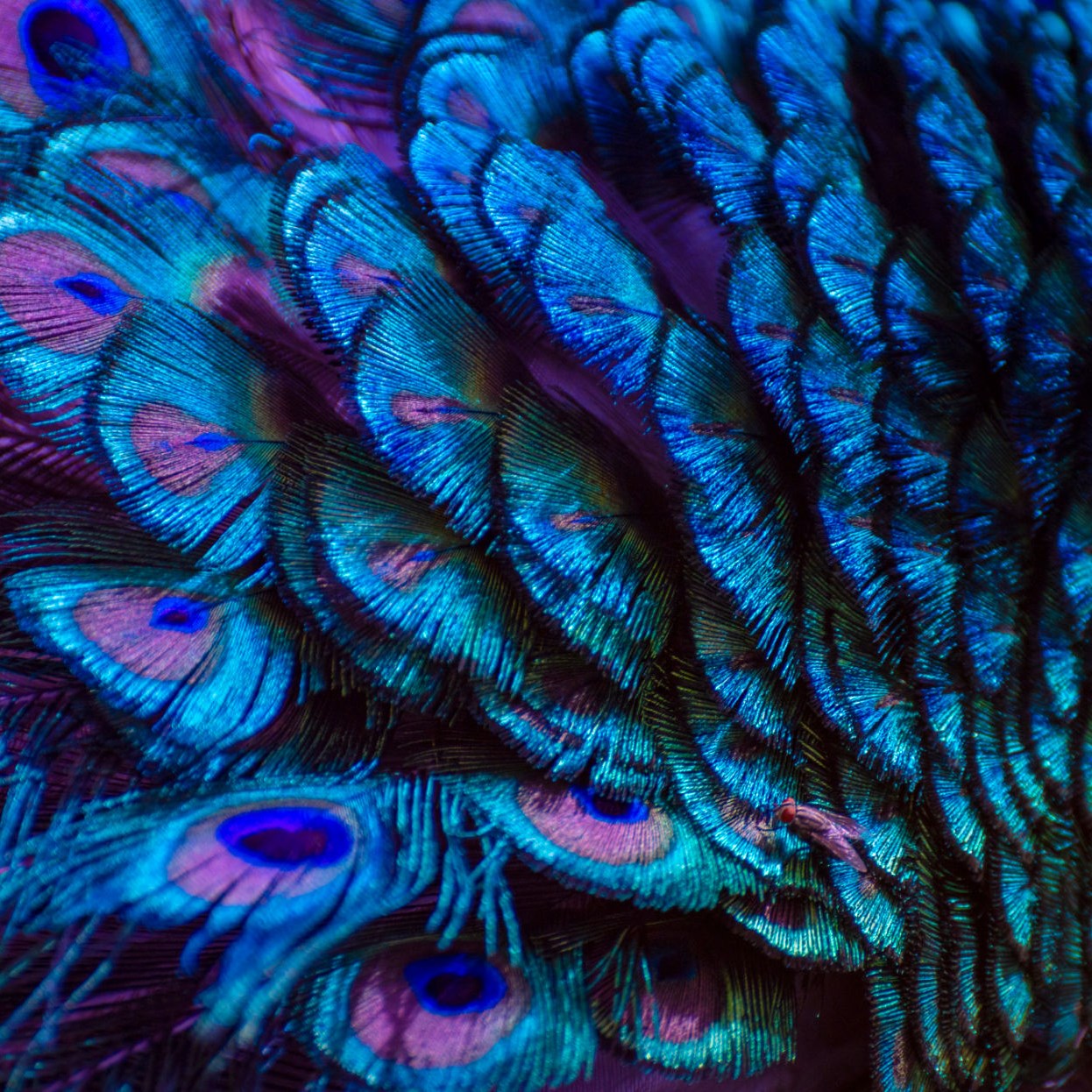 Peacock Mosaic - Microsoft Edge Addons