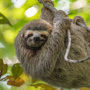 Sloth HD Wallpapers New Tab Theme - Microsoft Edge Addons