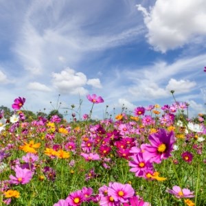 Cosmos Flower Fields - Microsoft Edge Addons