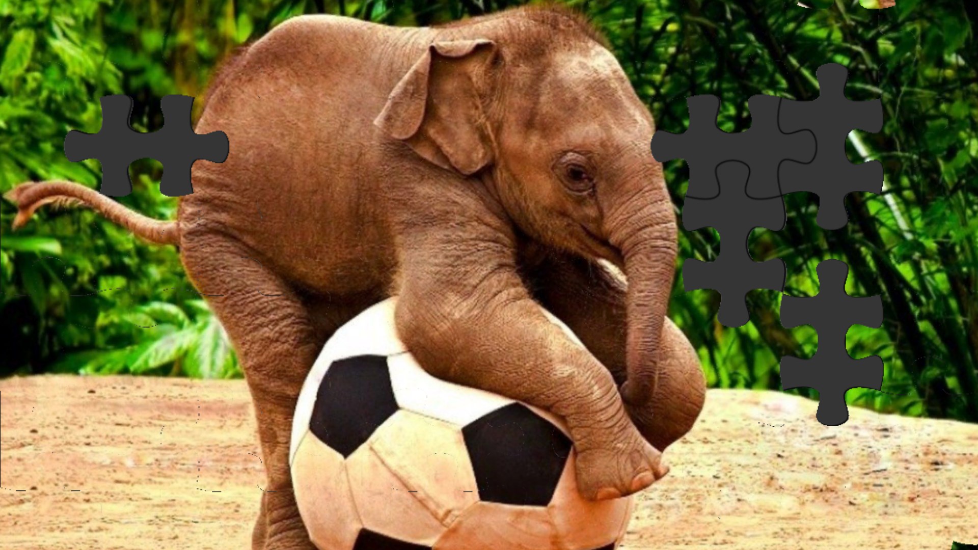 Buy Elephant Jigsaw Puzzles - Microsoft Store en-GB