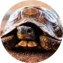 Turtle Wallpaper New Tab - Microsoft Edge Addons