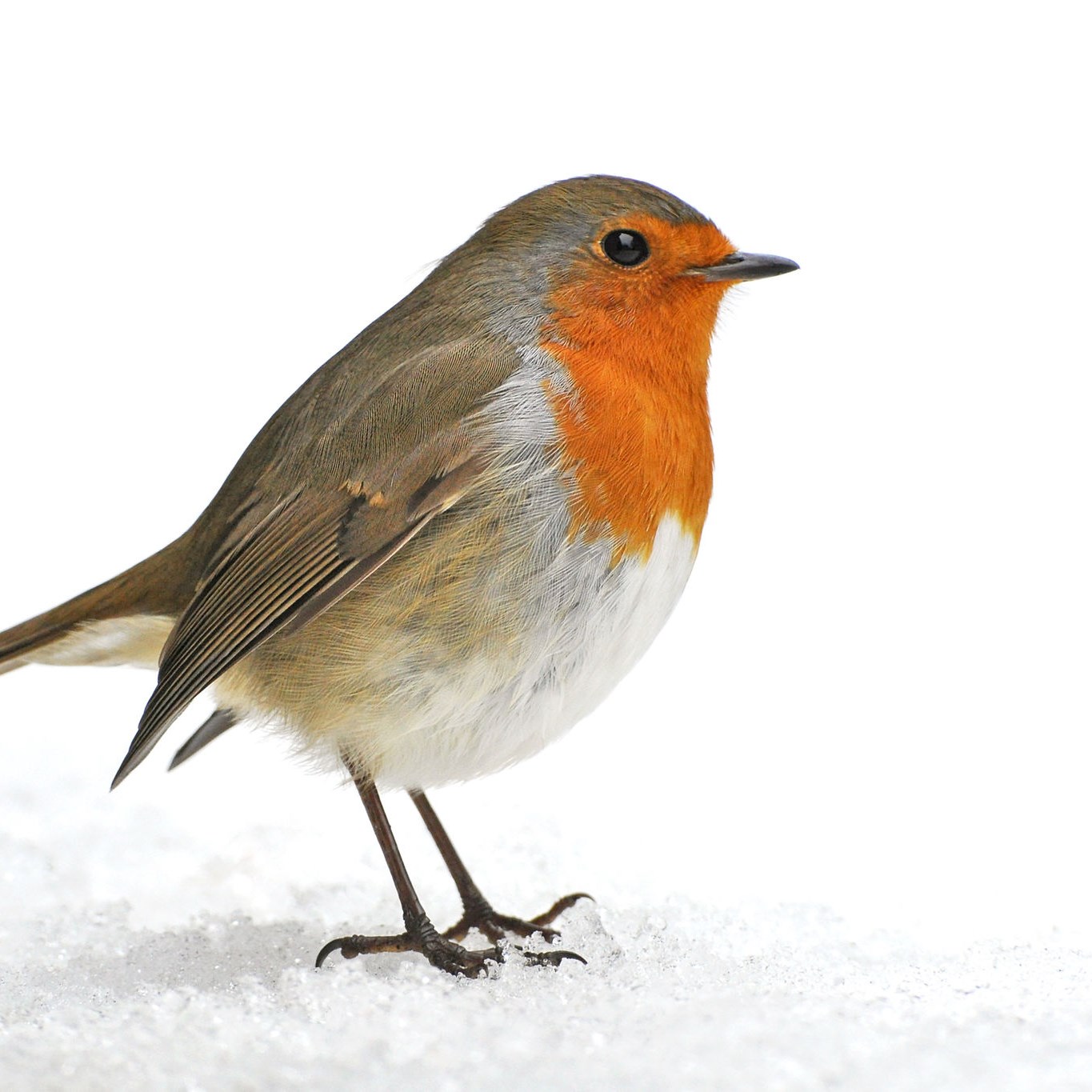Robins Winter Carol - Microsoft Edge Addons