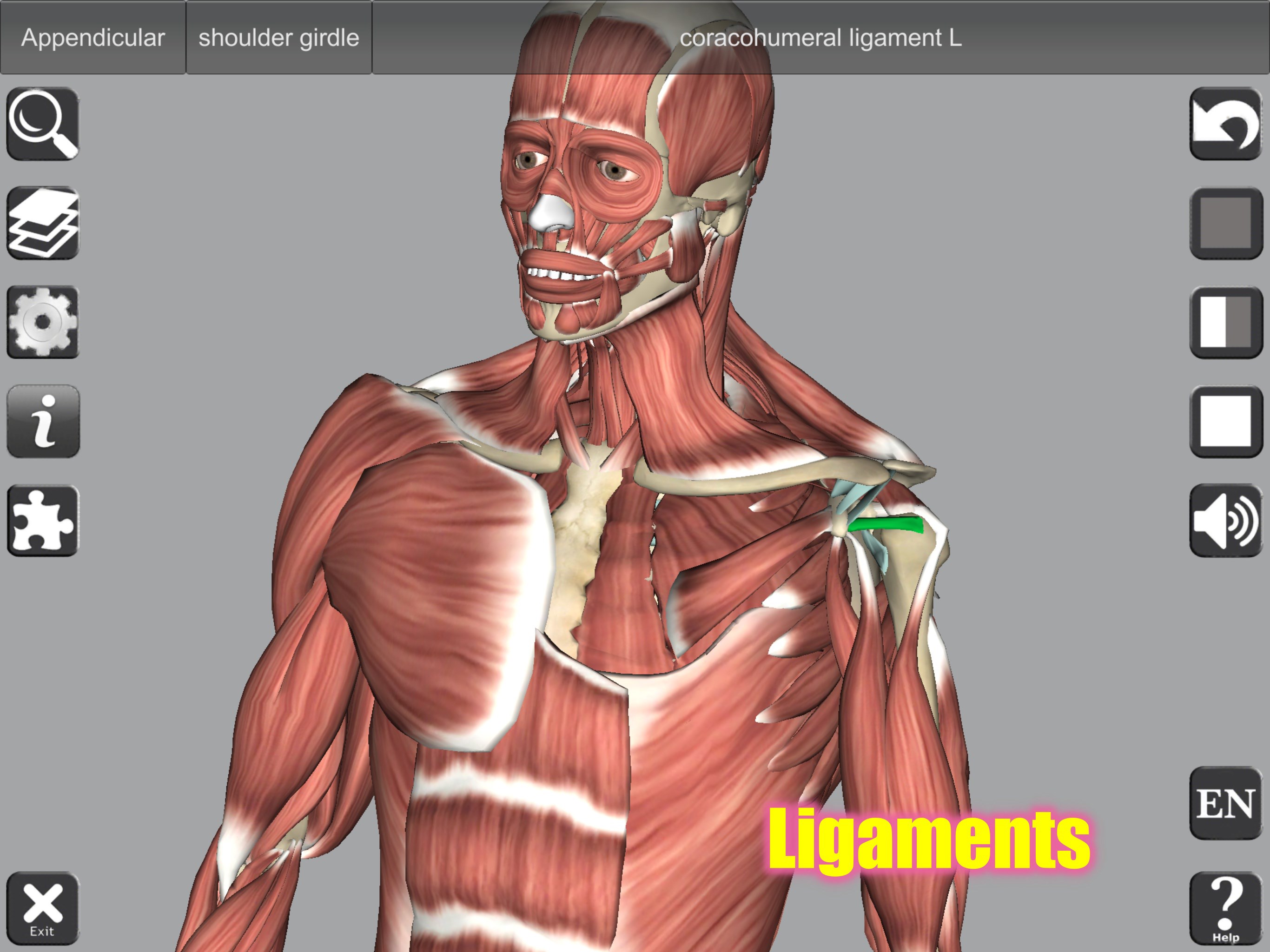 Human Anatomy 3d Software 3D Human Anatomy Downloaden En Installeren