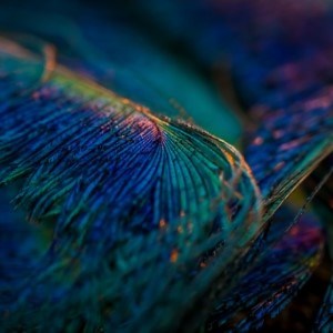 Colorful Feathers - Microsoft Edge Addons